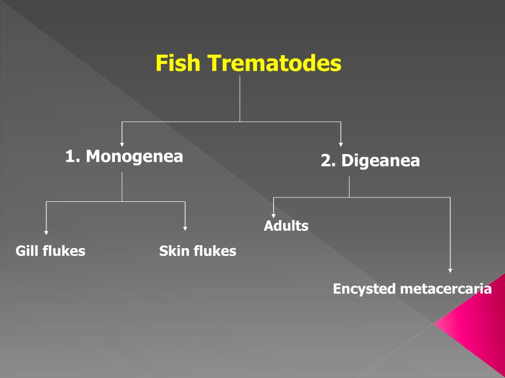 PPT - Parasitic Diseases in cultured fishes PowerPoint Presentation ...