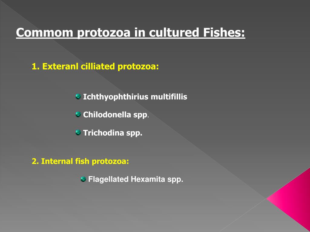 PPT - Parasitic Diseases in cultured fishes PowerPoint Presentation ...