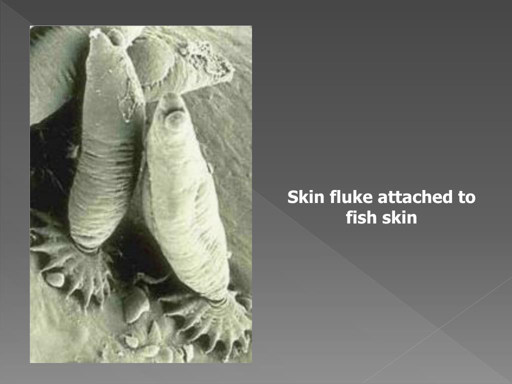 PPT - Parasitic Diseases in cultured fishes PowerPoint Presentation ...