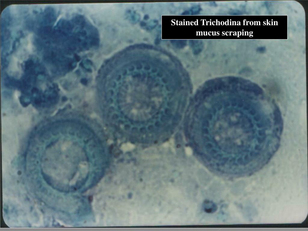 PPT - Parasitic Diseases in cultured fishes PowerPoint Presentation ...