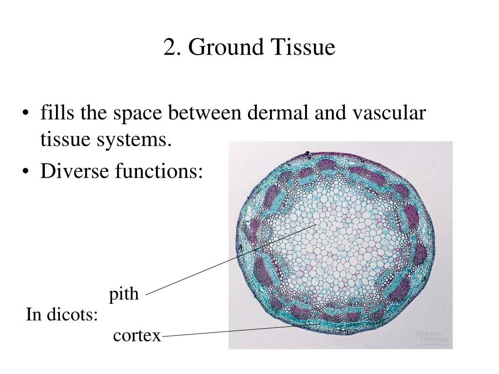 PPT - Anatomy, Morphology, & Growth of Angiosperms – Ch. 5-8 PowerPoint ...