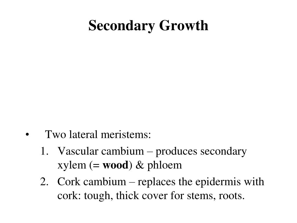 PPT - Anatomy, Morphology, & Growth of Angiosperms – Ch. 5-8 PowerPoint ...