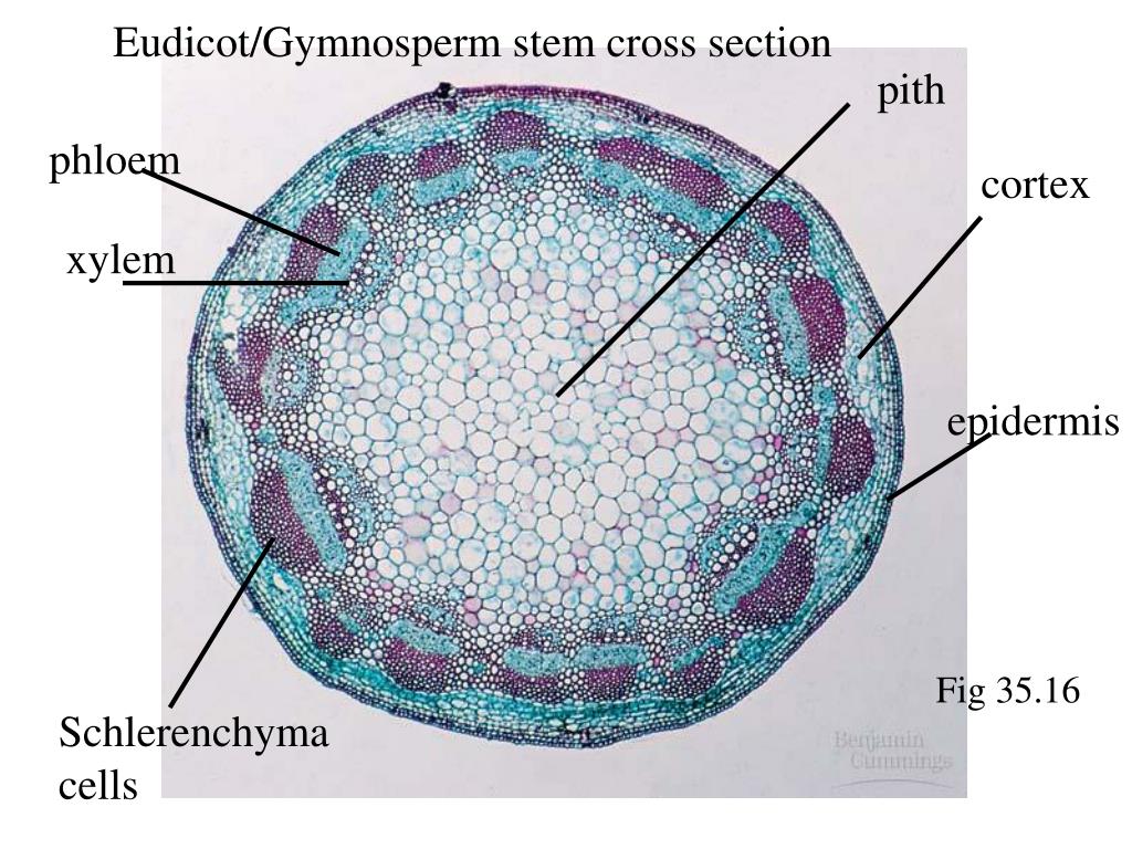 PPT - Anatomy, Morphology, & Growth of Angiosperms – Ch. 5-8 PowerPoint ...