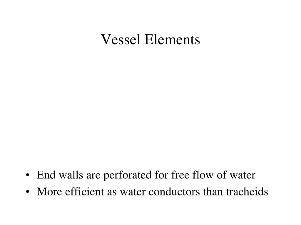 PPT - Anatomy, Morphology, & Growth of Angiosperms – Ch. 5-8 PowerPoint ...