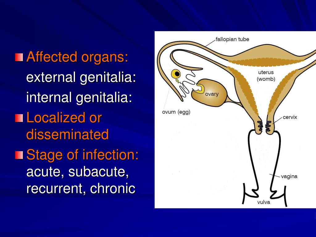 Ppt Embryology Of The Female Genital Tract Powerpoint