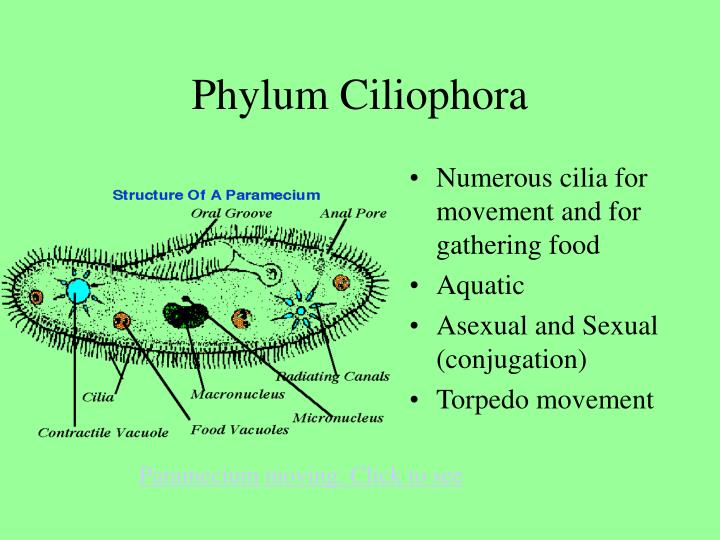 PPT - The Kingdom Protista PowerPoint Presentation - ID:1781494