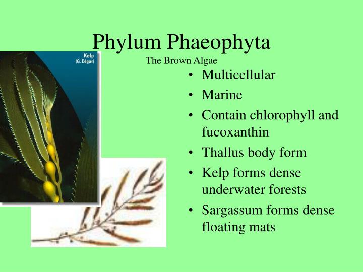 PPT - The Kingdom Protista PowerPoint Presentation - ID:1781494