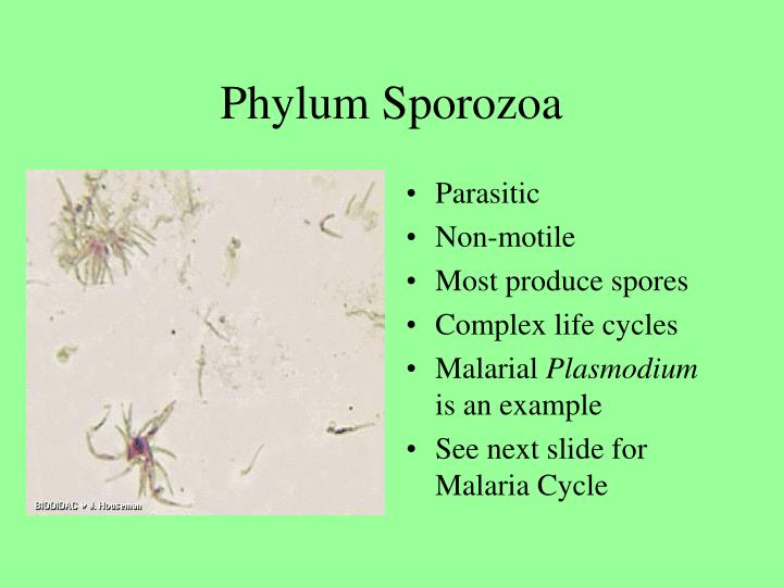 PPT - The Kingdom Protista PowerPoint Presentation - ID:1781494