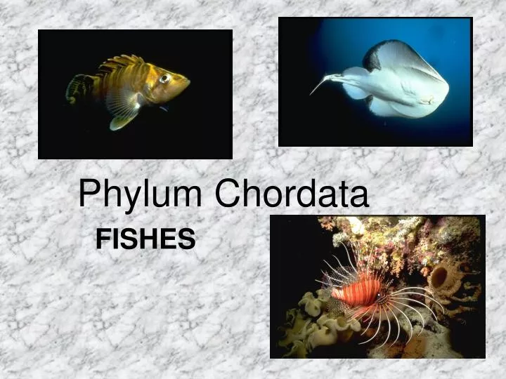 PPT - Phylum Chordata PowerPoint Presentation, free download - ID:1781613