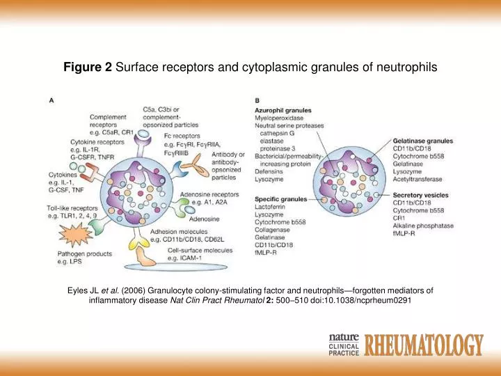 PPT - Figure 2 Surface receptors and cytoplasmic granules of ...