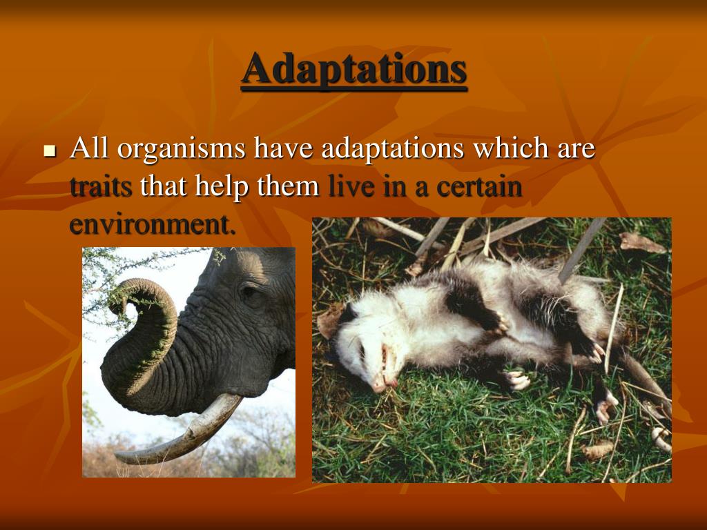 Ppt Adaptations In Organisms Powerpoint Presentation