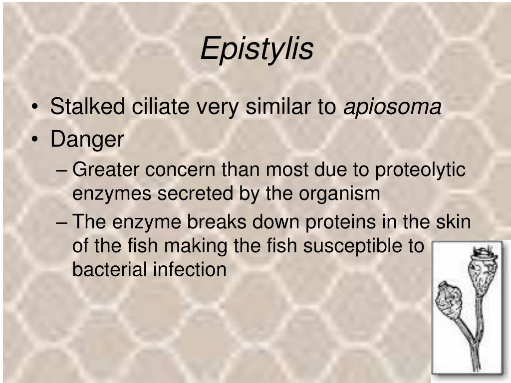 PPT - Parasitism in Freshwater Fish PowerPoint Presentation, free ...