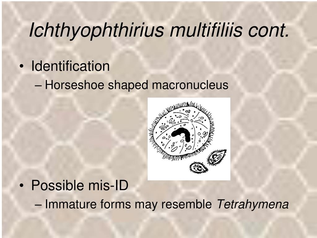 PPT - Parasitism in Freshwater Fish PowerPoint Presentation, free ...