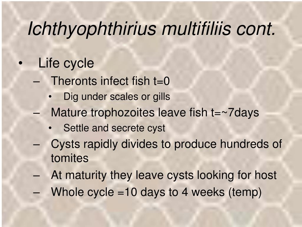 PPT - Parasitism in Freshwater Fish PowerPoint Presentation, free ...
