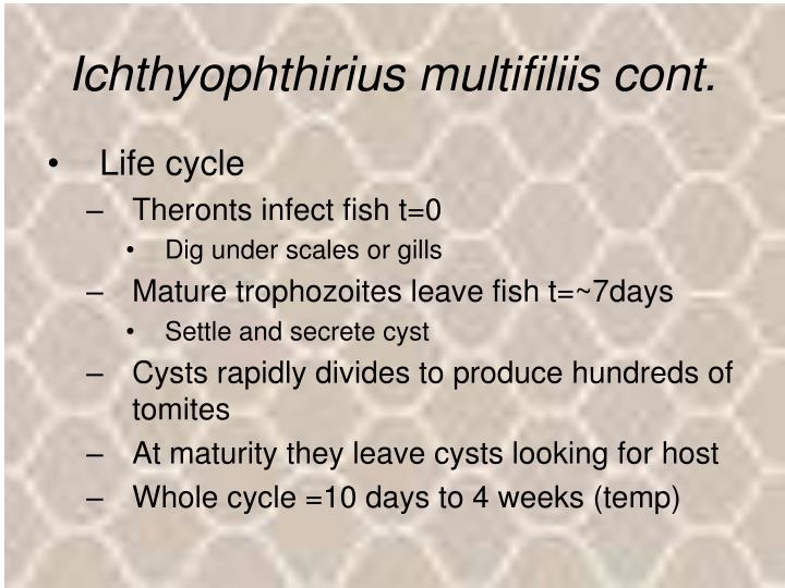PPT - Parasitism in Freshwater Fish PowerPoint Presentation - ID:1782103