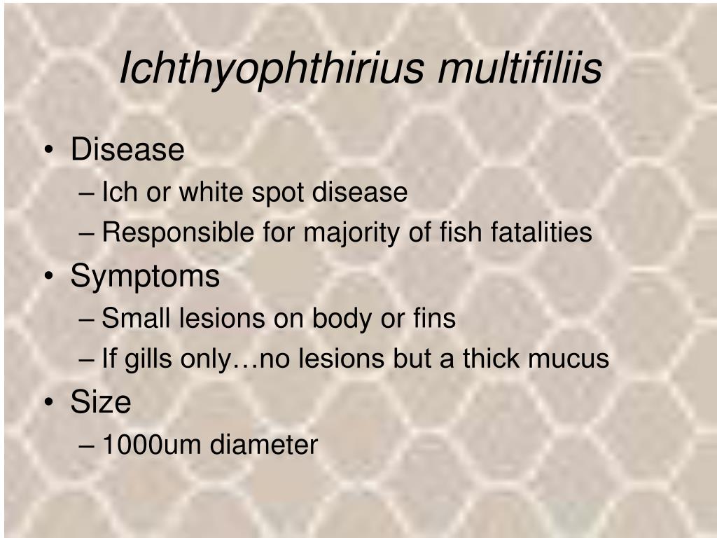PPT - Parasitism in Freshwater Fish PowerPoint Presentation, free ...
