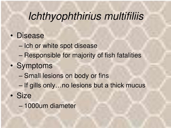 PPT - Parasitism in Freshwater Fish PowerPoint Presentation - ID:1782103