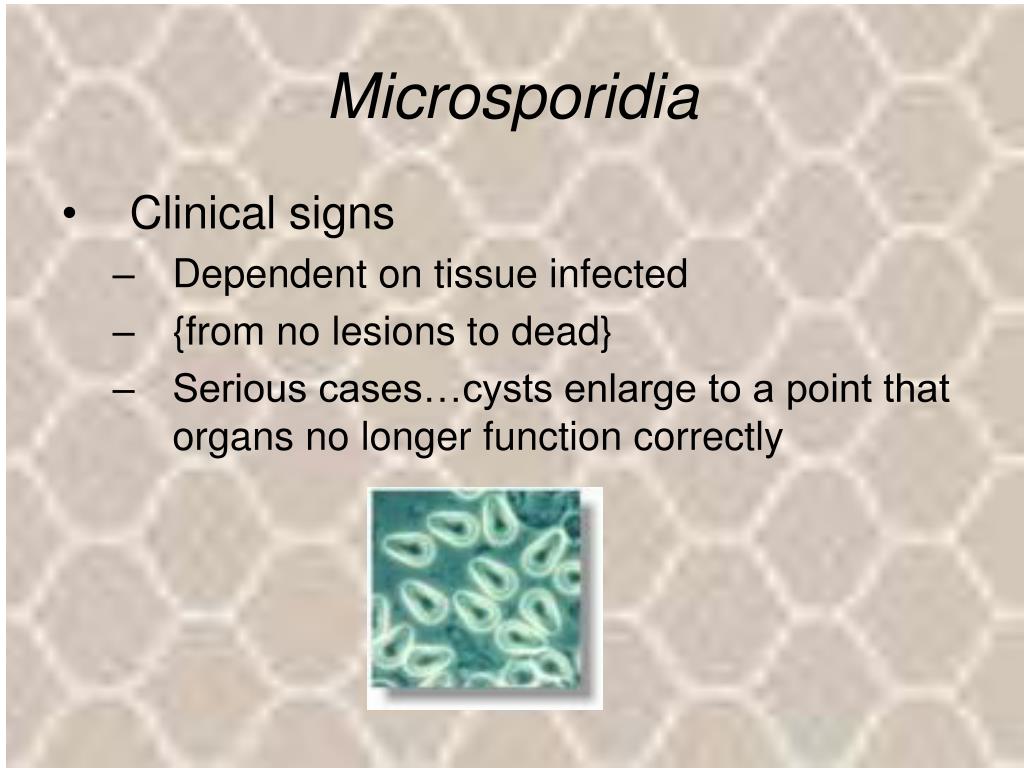PPT - Parasitism in Freshwater Fish PowerPoint Presentation, free ...