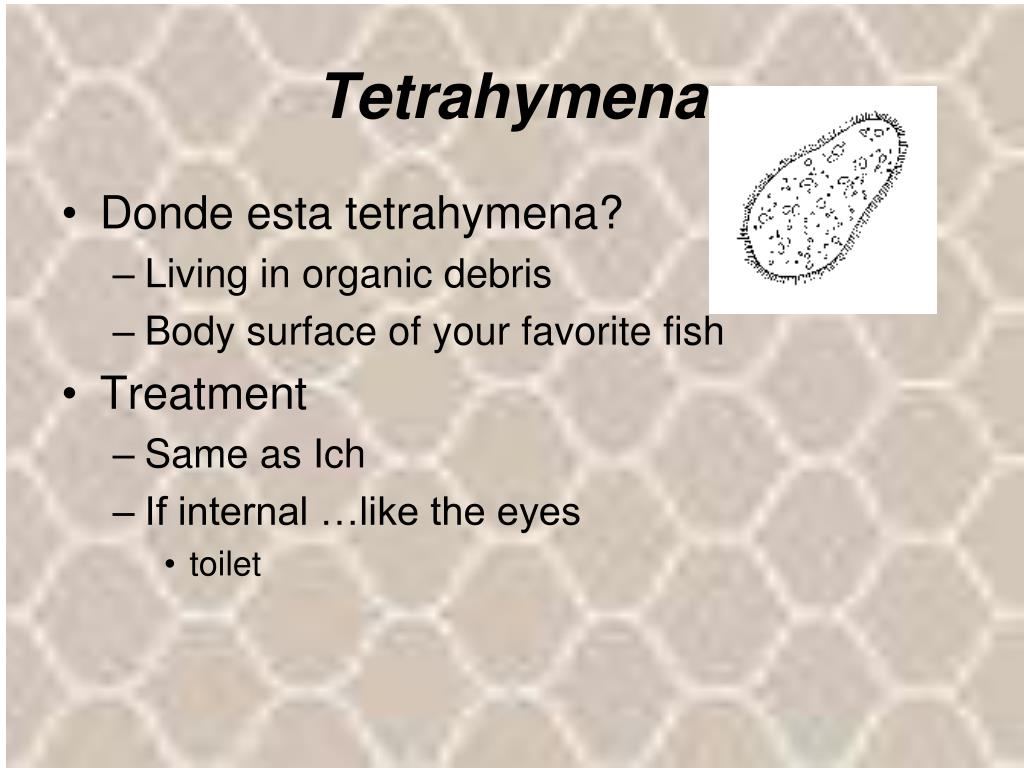 PPT - Parasitism in Freshwater Fish PowerPoint Presentation, free ...