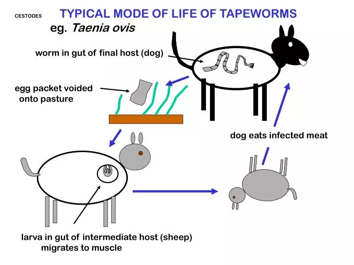 PPT - CESTODES TYPICAL MODE OF LIFE OF TAPEWORMS eg. Taenia ovis ...