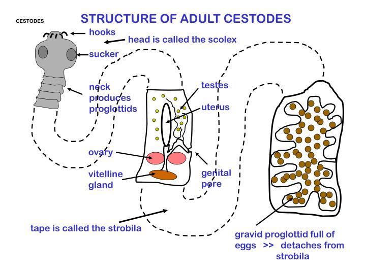 PPT - CESTODES TYPICAL MODE OF LIFE OF TAPEWORMS eg. Taenia ovis ...