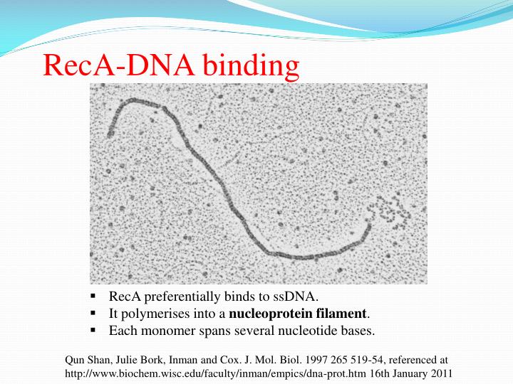 PPT - The Role of RecA in DNA Replication PowerPoint Presentation - ID ...