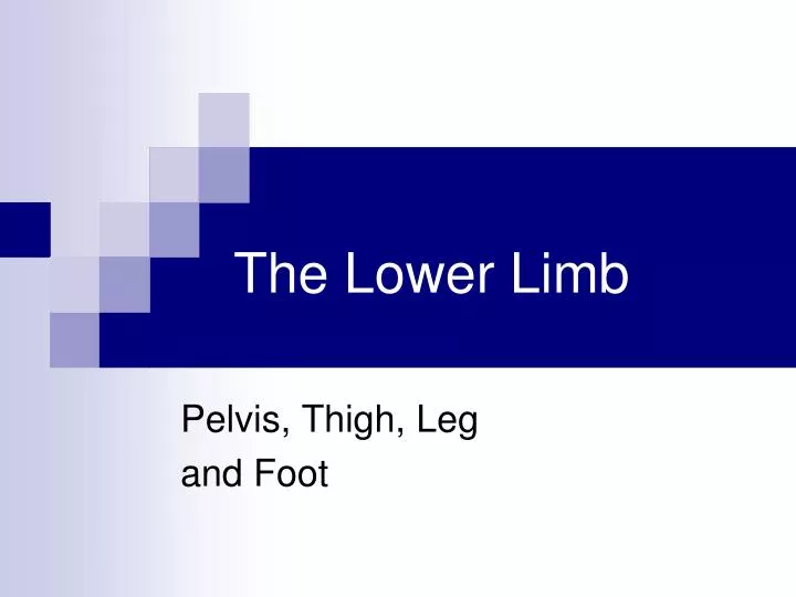 PPT - The Lower Limb PowerPoint Presentation, free download - ID:1782664