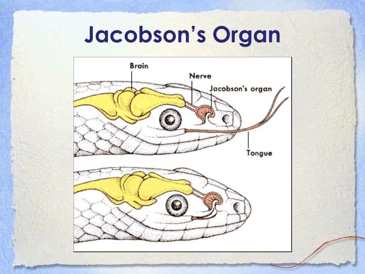 PPT - Animal Senses PowerPoint Presentation - ID:1782786