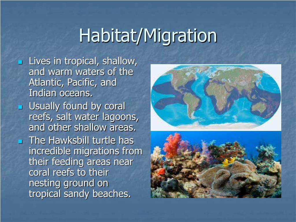 PPT - The Hawksbill Sea Turtle (Eretmochelys Imbricata) PowerPoint ...