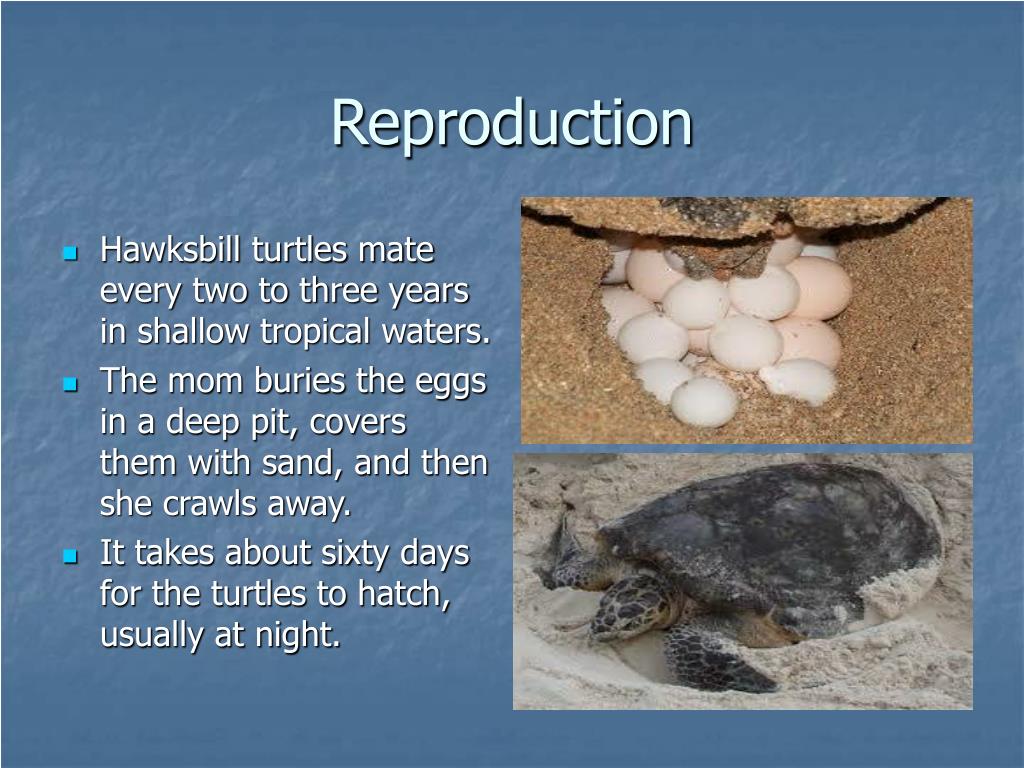 PPT - The Hawksbill Sea Turtle (Eretmochelys Imbricata) PowerPoint ...