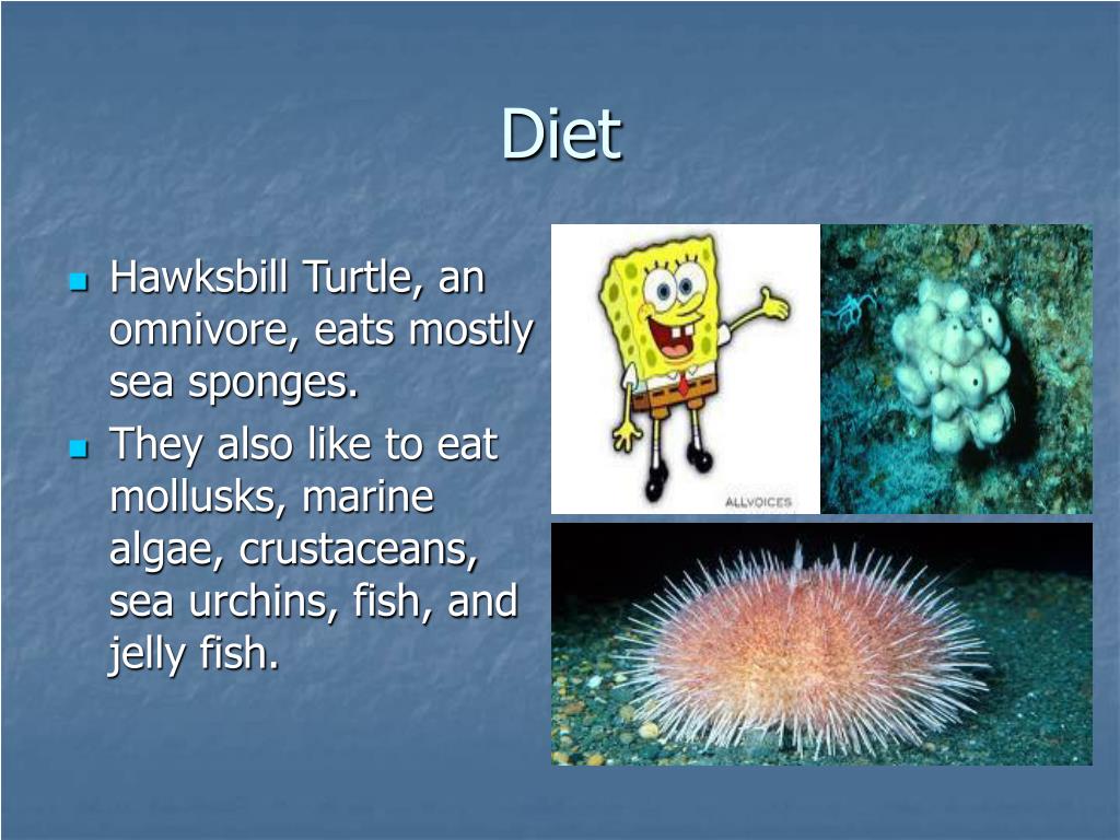 PPT - The Hawksbill Sea Turtle (Eretmochelys Imbricata) PowerPoint ...