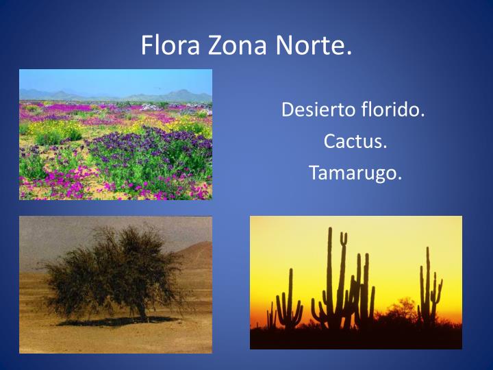 PPT - Flora y Fauna de Chile. PowerPoint Presentation - ID:1783040