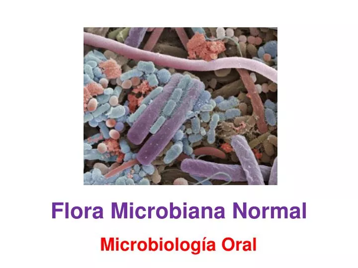 PPT - Flora Microbiana Normal PowerPoint Presentation, free download - ID:1783047