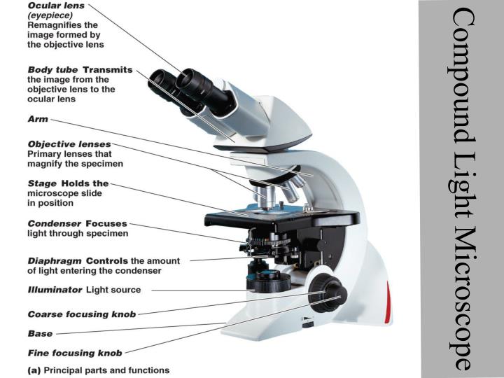PPT - CHAPTER 3 Observing Organisms Through a Microscope PowerPoint ...