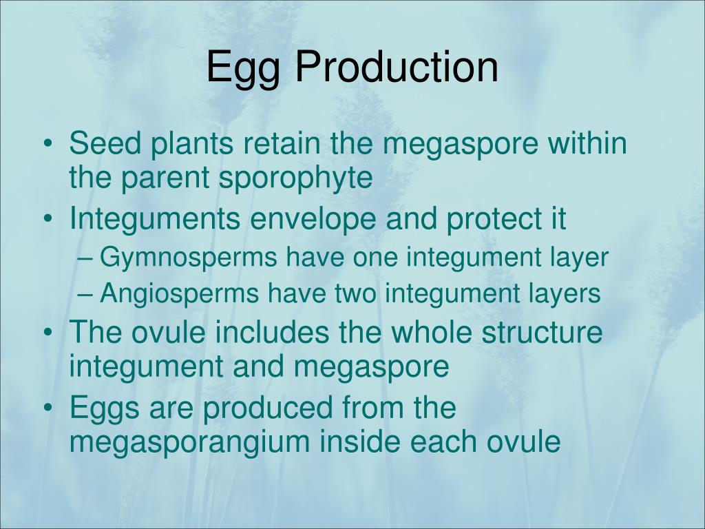 PPT - Plant Diversity II: The Evolution of Seed Plants PowerPoint ...
