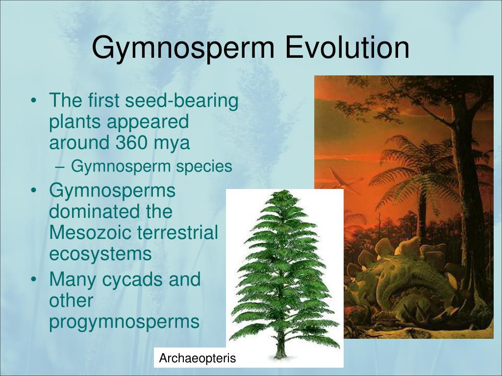 PPT - Plant Diversity II: The Evolution of Seed Plants PowerPoint ...