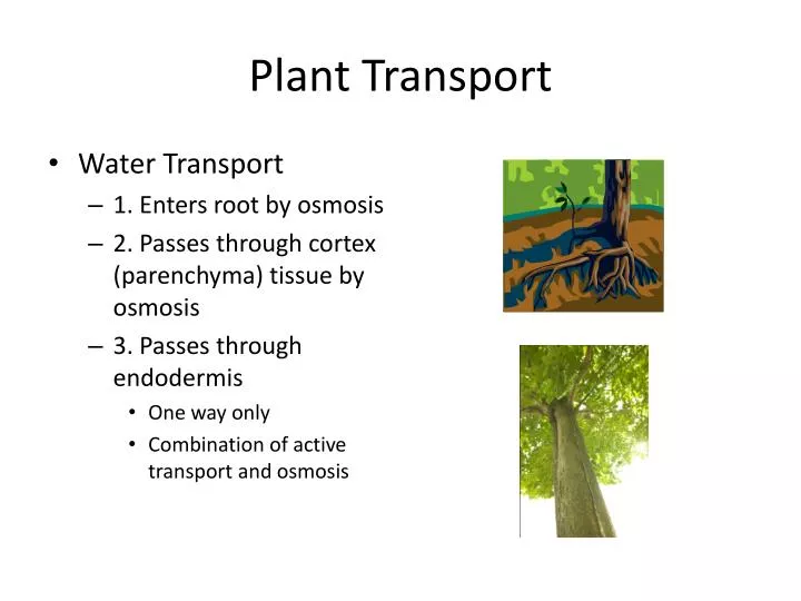 PPT - Plant Transport PowerPoint Presentation, free download - ID:1783692