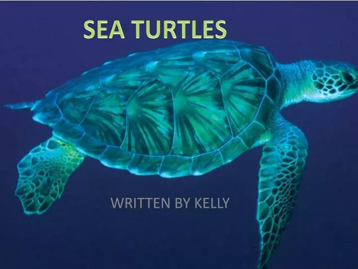 PPT - SEA TURTLES PowerPoint Presentation, free download - ID:1784046