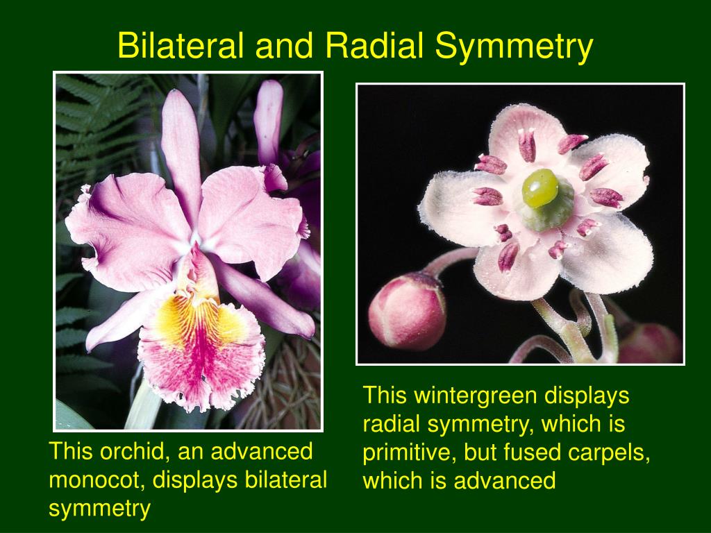 PPT - Chapter 3 BOT3015L Biology of Flowering Plants: Reproduction ...