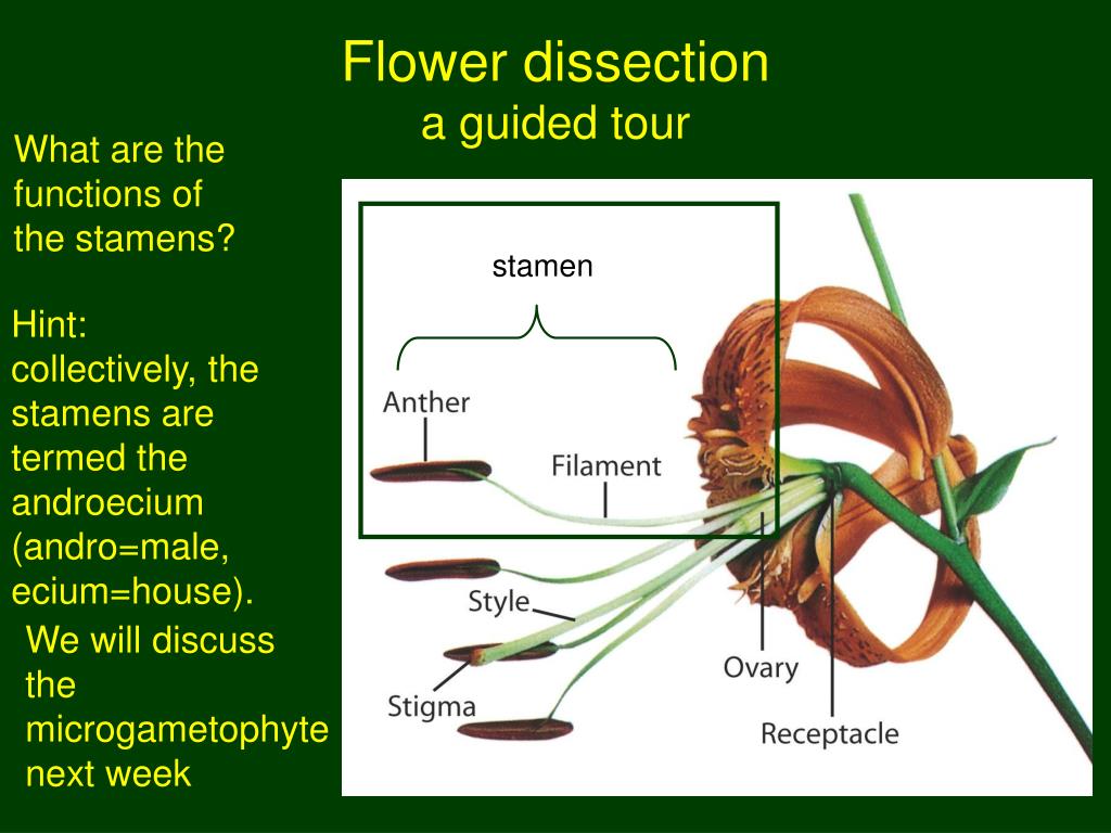 PPT - Chapter 3 BOT3015L Biology of Flowering Plants: Reproduction ...