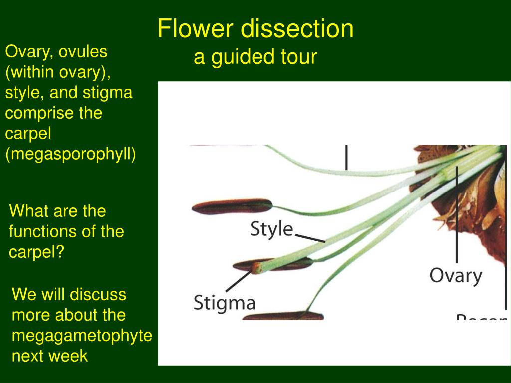 PPT - Chapter 3 BOT3015L Biology of Flowering Plants: Reproduction ...