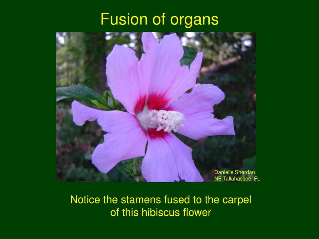 PPT - Chapter 3 BOT3015L Biology of Flowering Plants: Reproduction ...