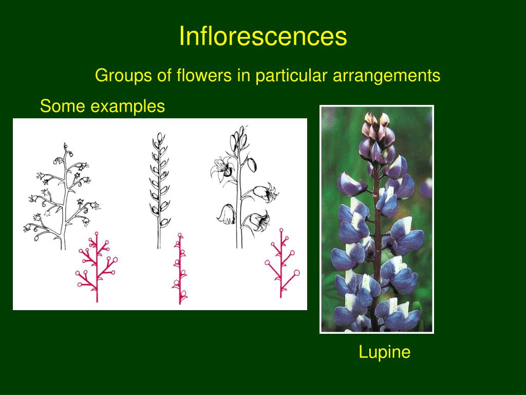 PPT - Chapter 3 BOT3015L Biology of Flowering Plants: Reproduction ...