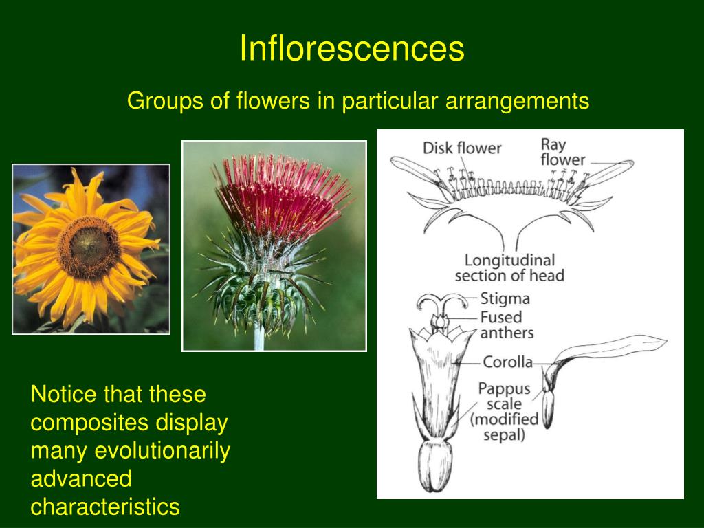 PPT - Chapter 3 BOT3015L Biology of Flowering Plants: Reproduction ...