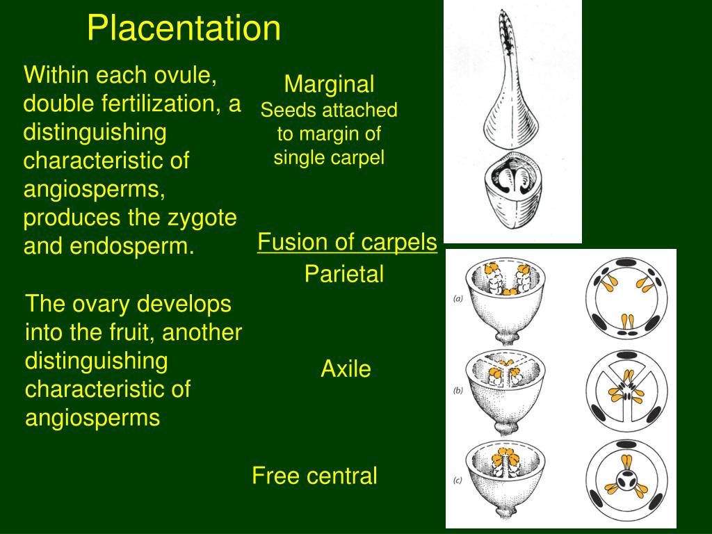 PPT - Chapter 3 BOT3015L Biology of Flowering Plants: Reproduction ...