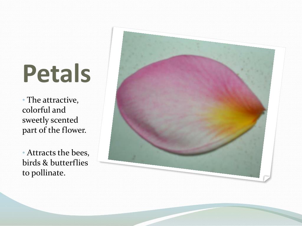 PPT - SOL 4.4 – Flower Anatomy Jennie M. Carr 4 th Grade EES * Pictures ...