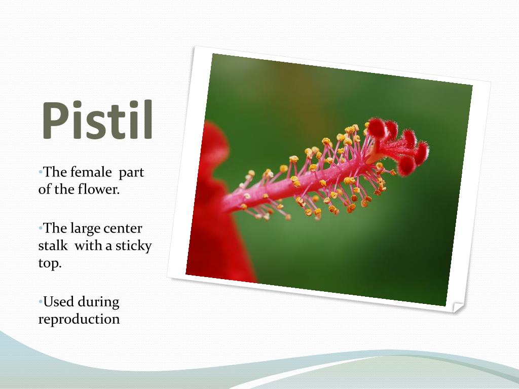 PPT - SOL 4.4 – Flower Anatomy Jennie M. Carr 4 th Grade EES * Pictures ...