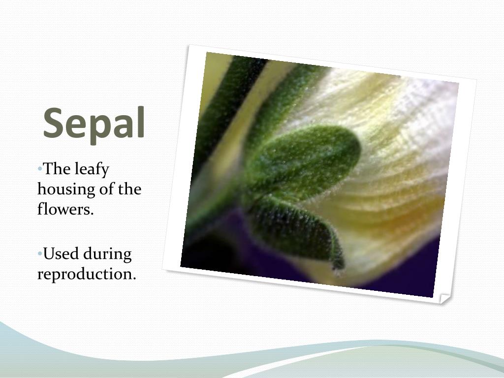 PPT - SOL 4.4 – Flower Anatomy Jennie M. Carr 4 th Grade EES * Pictures ...