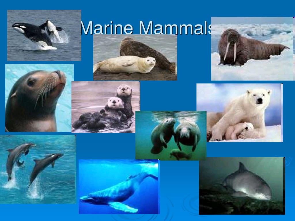PPT - Oceans/Marine Biology PowerPoint Presentation, free download - ID ...