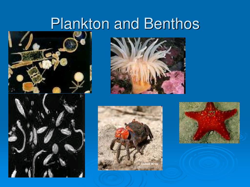 PPT - Oceans/Marine Biology PowerPoint Presentation, free download - ID ...